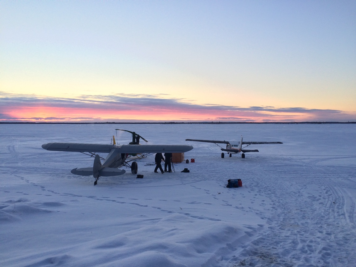Wood Bison Ecology, Alaska – Empty Forests